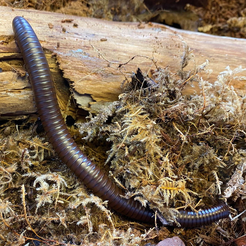 Giant Chocolate Desert Millipede - Educational & Fun – Insect Sales.com