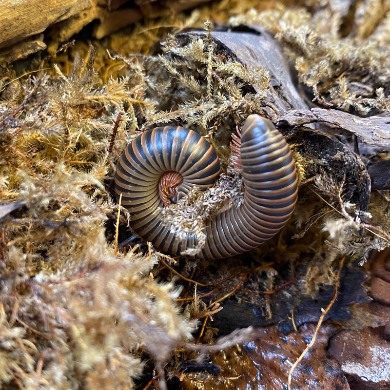 Giant Pink Foot Millipede...Easy Care...Fun Classroom Project – Insect ...