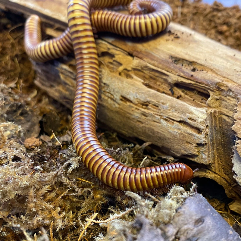 Giant Gold Millipede ( Orthroporus ornatus) Educational & Fun – Insect ...